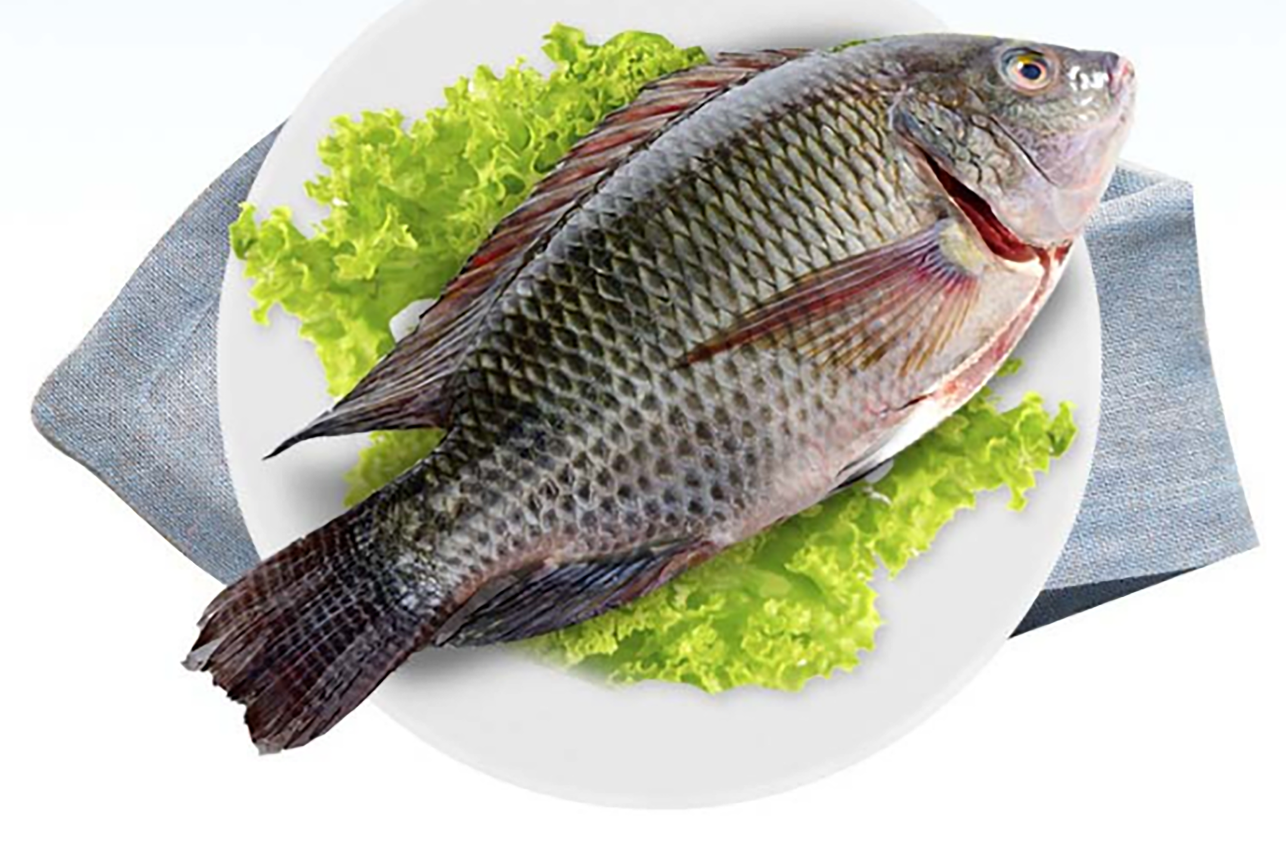 Tilapia - FengningFood